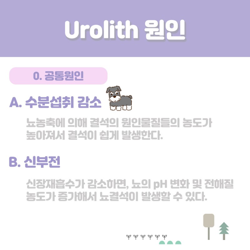 강아지 방광결석 (Urolith) > 진료후기 | 청담우리동물병원