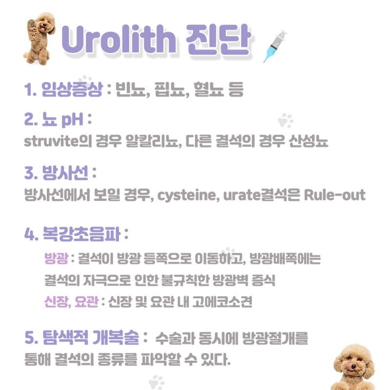 강아지 방광결석 (Urolith) > 진료후기 | 청담우리동물병원