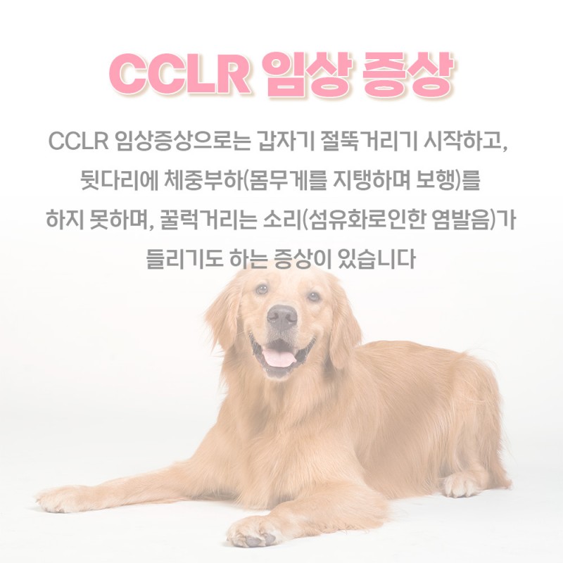 강아지 전방십자인대파열(CCLR) > 진료후기 | 청담우리동물병원